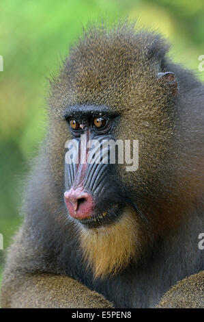 Female Mandrill monkey (Mandrillus sphinx) with her mate in profile ...