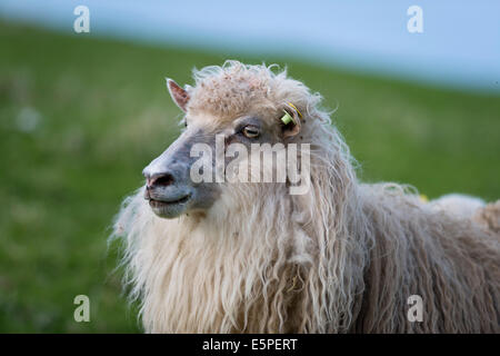 Sheep with an ear tag, Faroe Islands, Denmark Stock Photo - Alamy