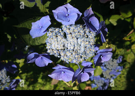 Hydrangea macrophylla 'Blue Wave' Stock Photo - Alamy