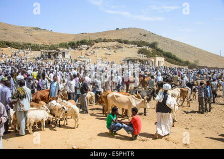 Cattle at the Monday livestock market; Keren, Anseba Region, Eritrea Stock Photo - Alamy