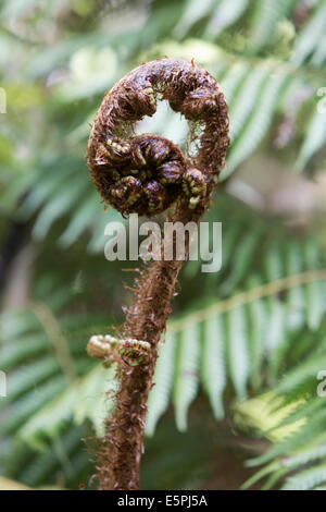 Koru Spiral Shaped Unfurling Silver Fern Fronds, Fiordland National ...