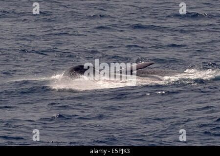 Fin Whale (Balaenoptera physalus). Three Whales breaking through the surface, Svalbard, Norway ...