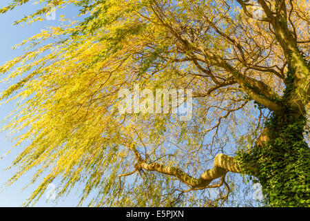 Yellow weeping willow tree on river bank Stock Photo - Alamy