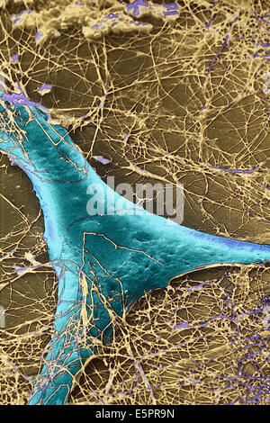 Fibroblast and Collagen fibres, SEM (Scanning Electron Microscope Stock ...
