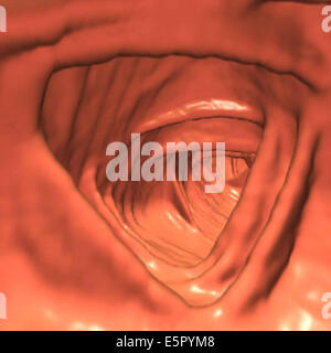 Colonoscopy. Inside of healthy colon, large intestine.Human digestive ...