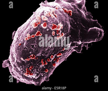 Human B Lymphocyte, SEM Stock Photo - Alamy