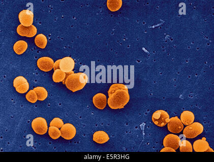 Color ehanced scanning electron micrograph (SEM) of Staphylococcus ...
