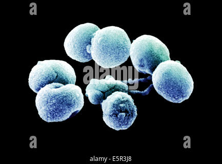 Bacteria, Streptococcus pneumoniae, SEM Stock Photo - Alamy