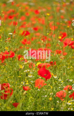 wild flowers meadow Stock Photo - Alamy