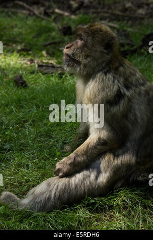 An image of a Barbary macaque in the forest Stock Photo - Alamy