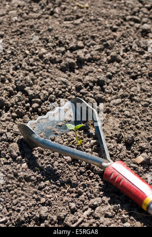 Stirrup hoe weeder, cultivating tool Stock Photo - Alamy