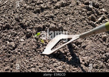 Dutch hoe weeder, cultivating tool Stock Photo - Alamy