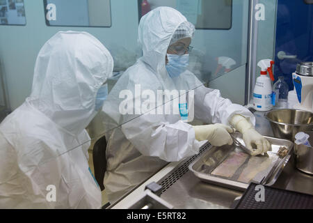 Preparation of a skin donation in a cleanroom before preservation, cell ...