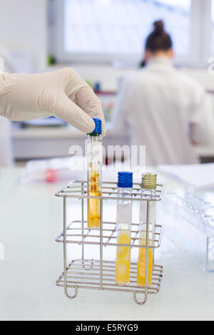 Fungus culture in test tubes in a medical laboratory Stock Photo - Alamy