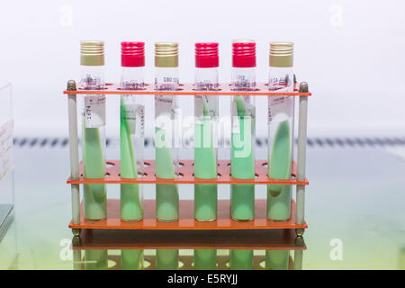 Fungus culture in test tubes under a laminar flow hood in a medical ...
