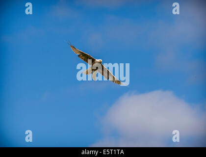 Majestic Red Kite bird flying with it's wings wide open Stock Photo - Alamy