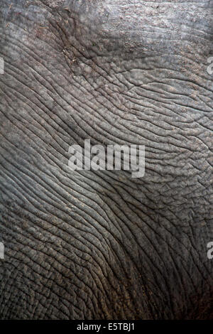Elephant Skin Texture square background image Stock Photo - Alamy