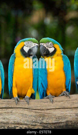 parrot bird sitting on the perch Stock Photo - Alamy