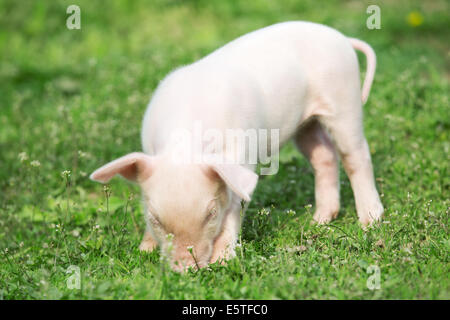Young funny pig on a spring green grass Stock Photo - Alamy