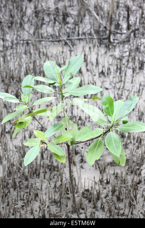 Mangrove trees on the coastal area of Handeuleum Island, a part of ...