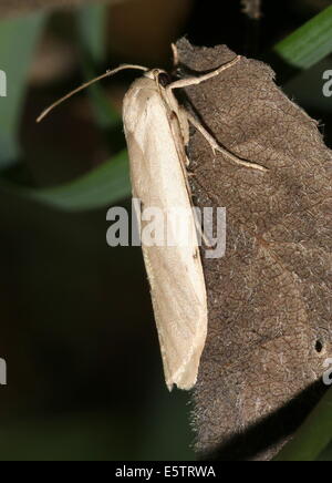 Dotted Footman moth (Pelosia muscerda Stock Photo - Alamy