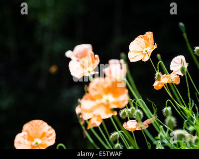 Poppy field in Caucasus mountains Stock Photo - Alamy