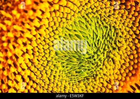 Sunflower texture and background. Texture of sunflower pollen. Closeup ...