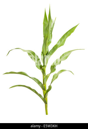 Closeup corn on the stalk in the corn field Stock Photo - Alamy
