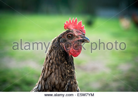 Chicken close up portrait, Limousine breed hen, La Creuse, Limousin ...