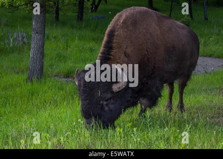 large map bison standing alone on green grass in South Dakota Stock ...