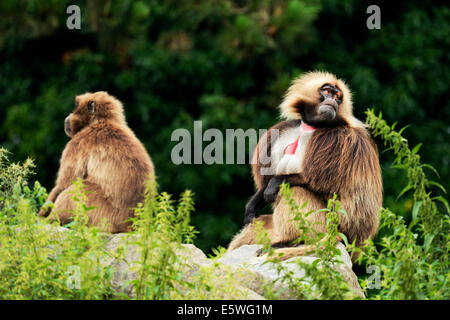 Gelada (Theropithecus gelada), female, captive, Switzerland Stock Photo ...