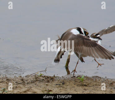 Male Little Ringed Plovers fighting over nearby female Stock Photo - Alamy