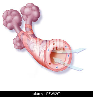 Anatomy of the bronchus and bronchial tubes Stock Photo - Alamy