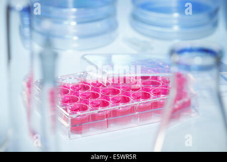 Multiwell dish containing cell culture medium (DMEM Stock Photo - Alamy