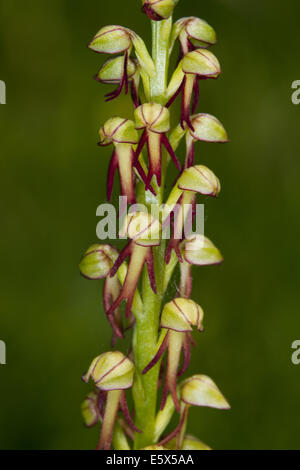 Man Orchid - Orchis anthropophora Stock Photo - Alamy