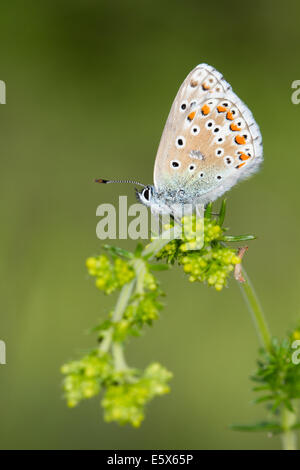 Adonis Blue (Lysandra bellargus) butterfly on flower, Europe Stock ...