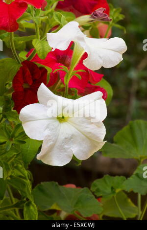 Close-up of a red and white Petunia hanging on a reed background with ...