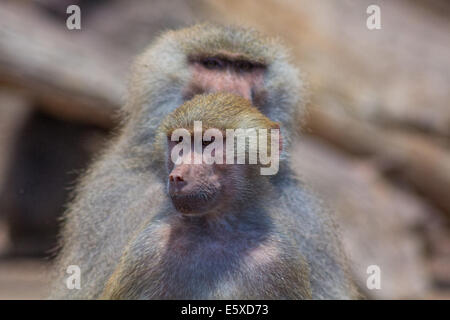 Young couple baboons Stock Photo - Alamy