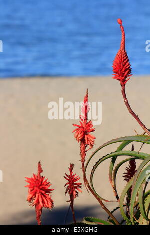 red flowers on a beach Stock Photo - Alamy