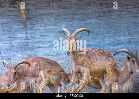 European mountain goats with big horns Stock Photo - Alamy