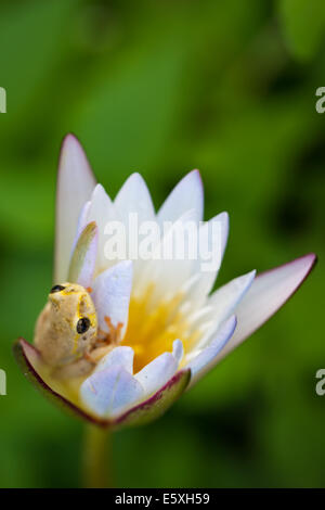 A cute Water Lily Reed Frog (Hyperolius pusillus Stock Photo - Alamy