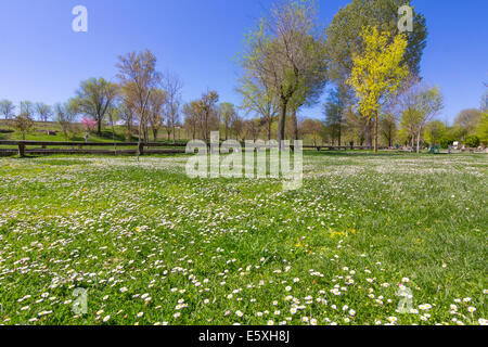 green meadow full of flowers white daisies Stock Photo - Alamy