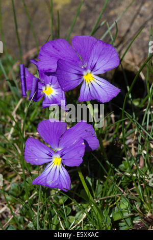 Long-spurred Pansy, Viola calcarata ssp. calcarata, in the maritime ...