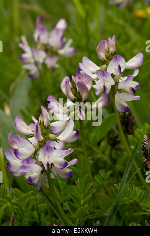Astragalus alpinus L Stock Photo - Alamy