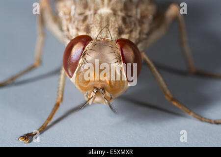 Torpedo-form teneral female Tsetse fly (Glossina morsitans morsitans ...