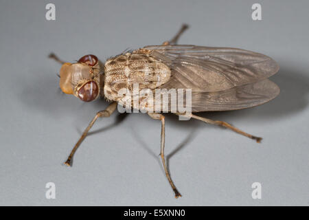 Torpedo-form teneral female Tsetse fly (Glossina morsitans morsitans ...