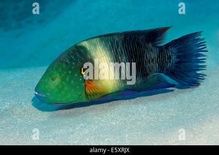 Broomtail wrasse (Cheilinus lunulatus). Egypt, Red Sea Stock Photo - Alamy