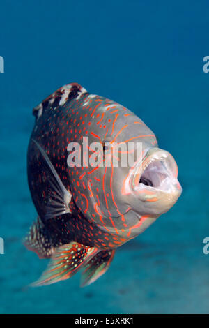 Abudjubbe's splendor wrasse (Cheilinus abudjubbe) following a Dash-and ...