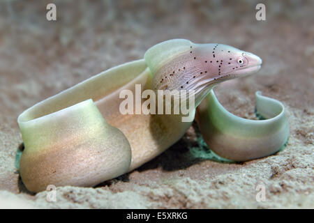 A Geometric Moray Eel (Gymnothorax griseus) in the Red Sea, Egypt Stock ...