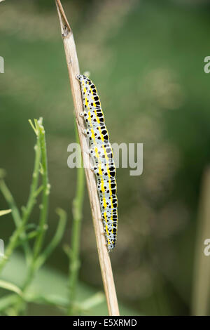 Caterpillar of the toadflax moth (Calophasia lunula) feeding on purple ...